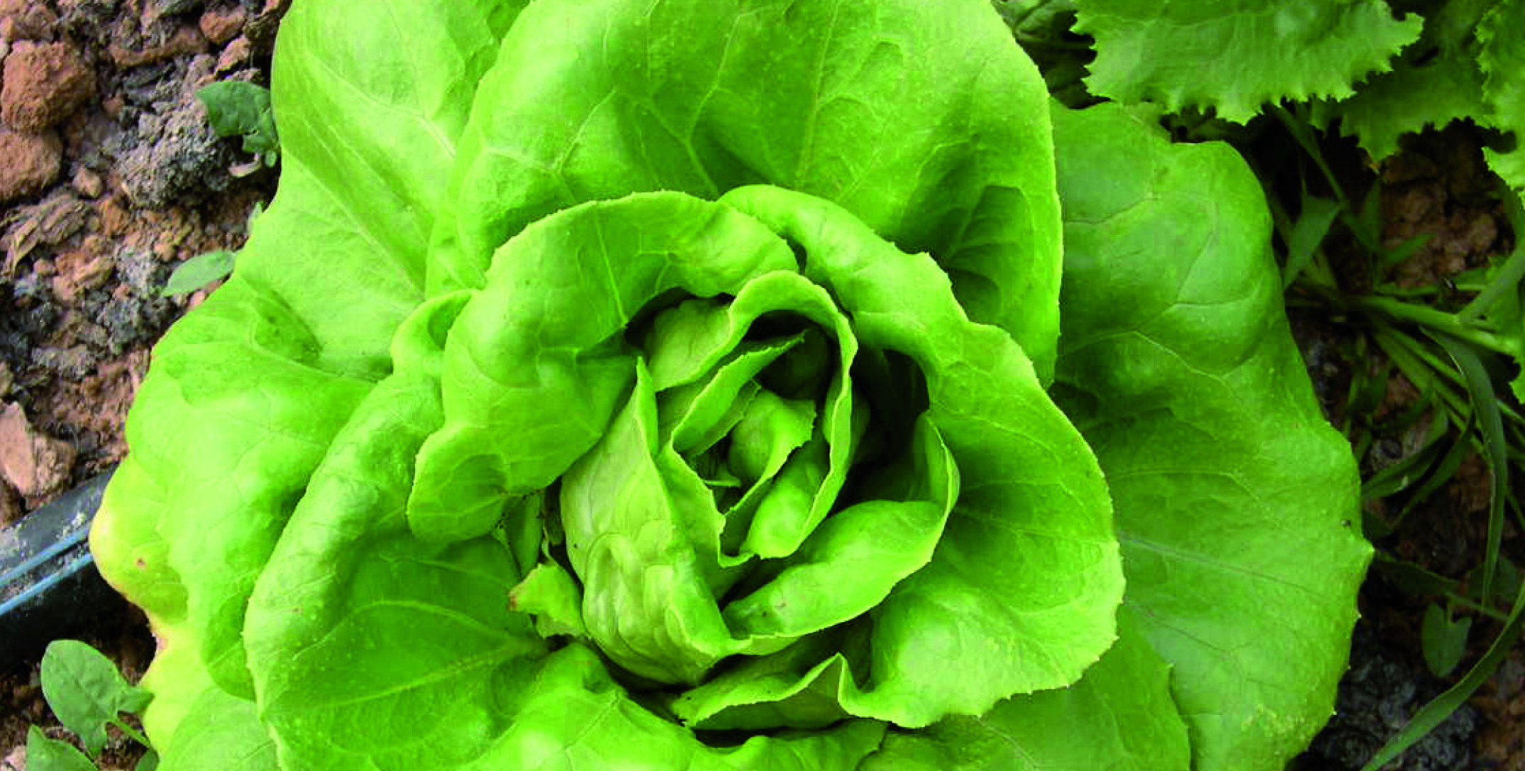 Vegetables - Staro Nature's Finest